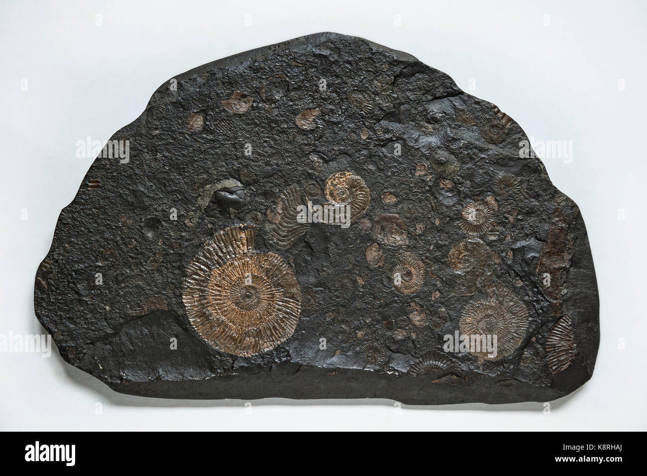 Ammonites, fossils in slate, Germany Stock Photo - Alamy