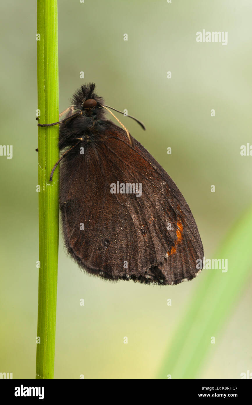 Butterfly italy hi-res stock photography and images - Alamy