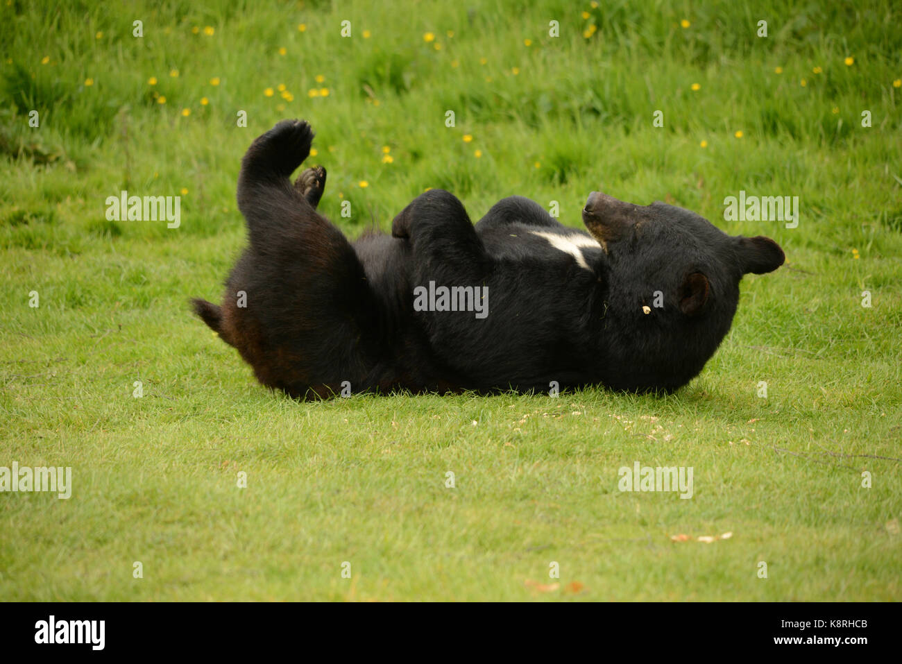 Bear Laying On Back High Resolution Stock Photography and Images - Alamy