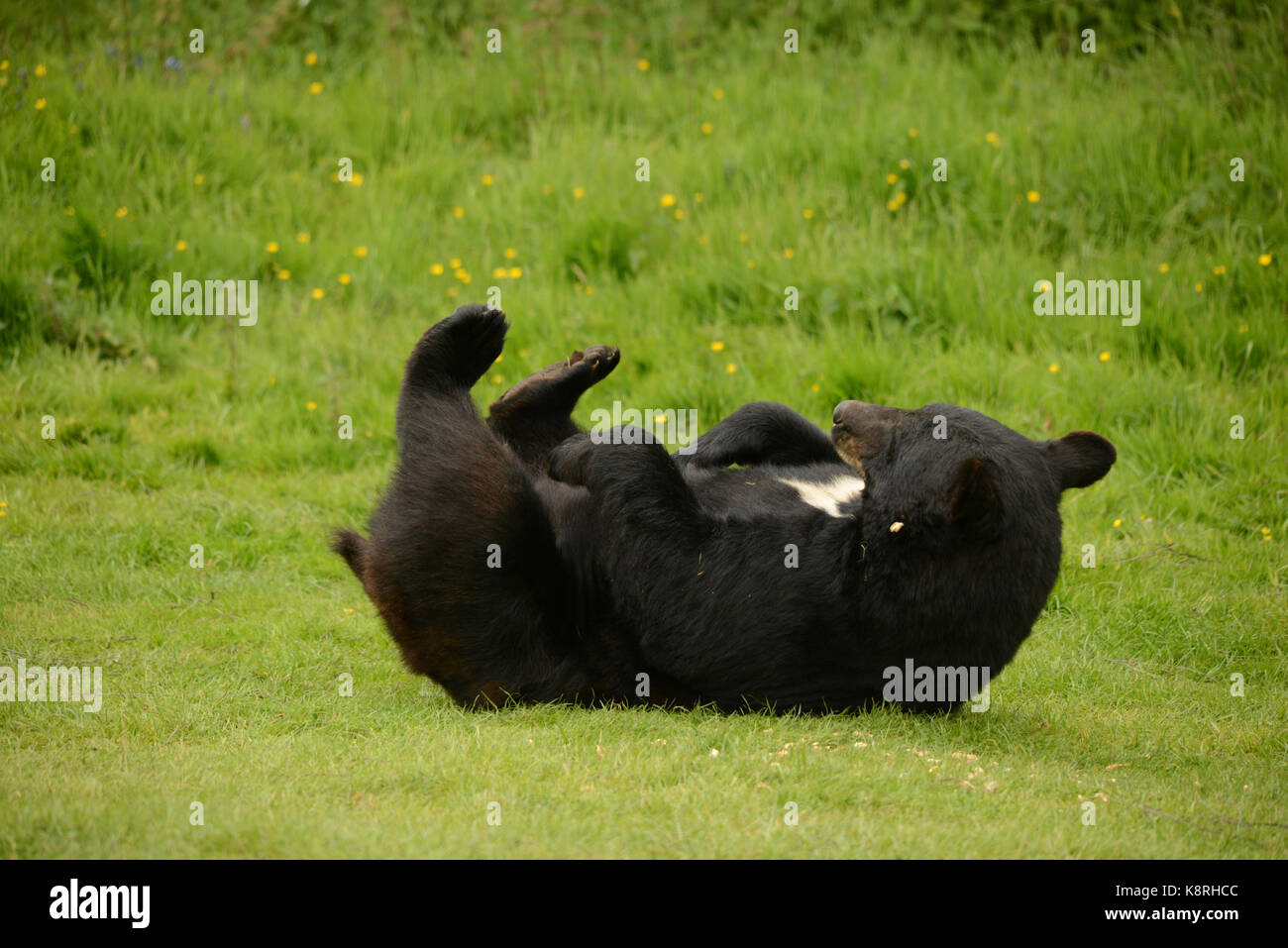 Bear laying on back hi-res stock photography and images - Alamy