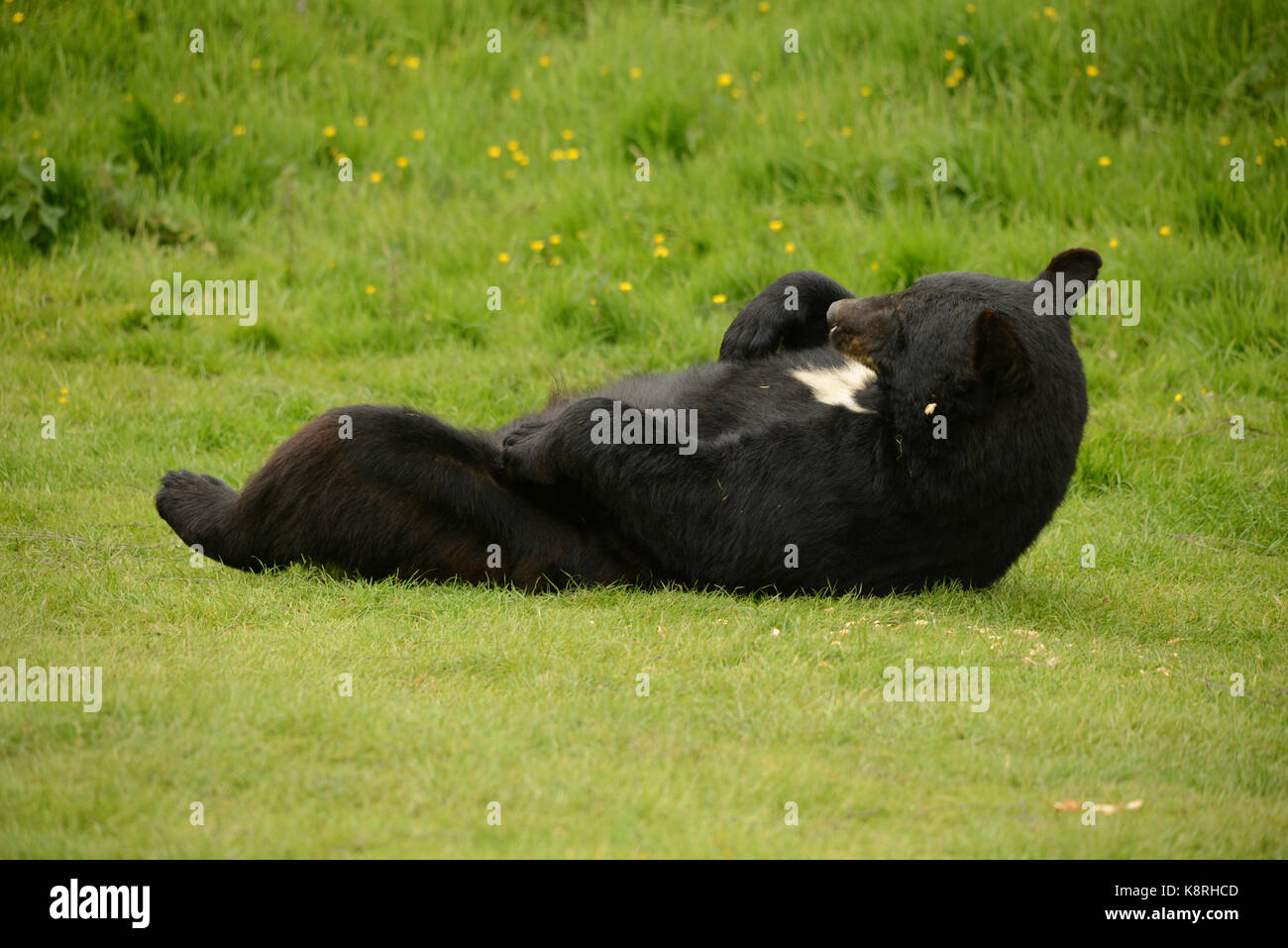 Bear tummy hi-res stock photography and images - Alamy