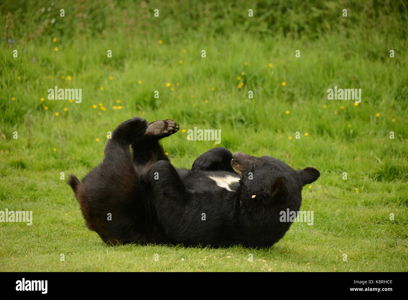 Bear Laying On Back High Resolution Stock Photography and Images - Alamy