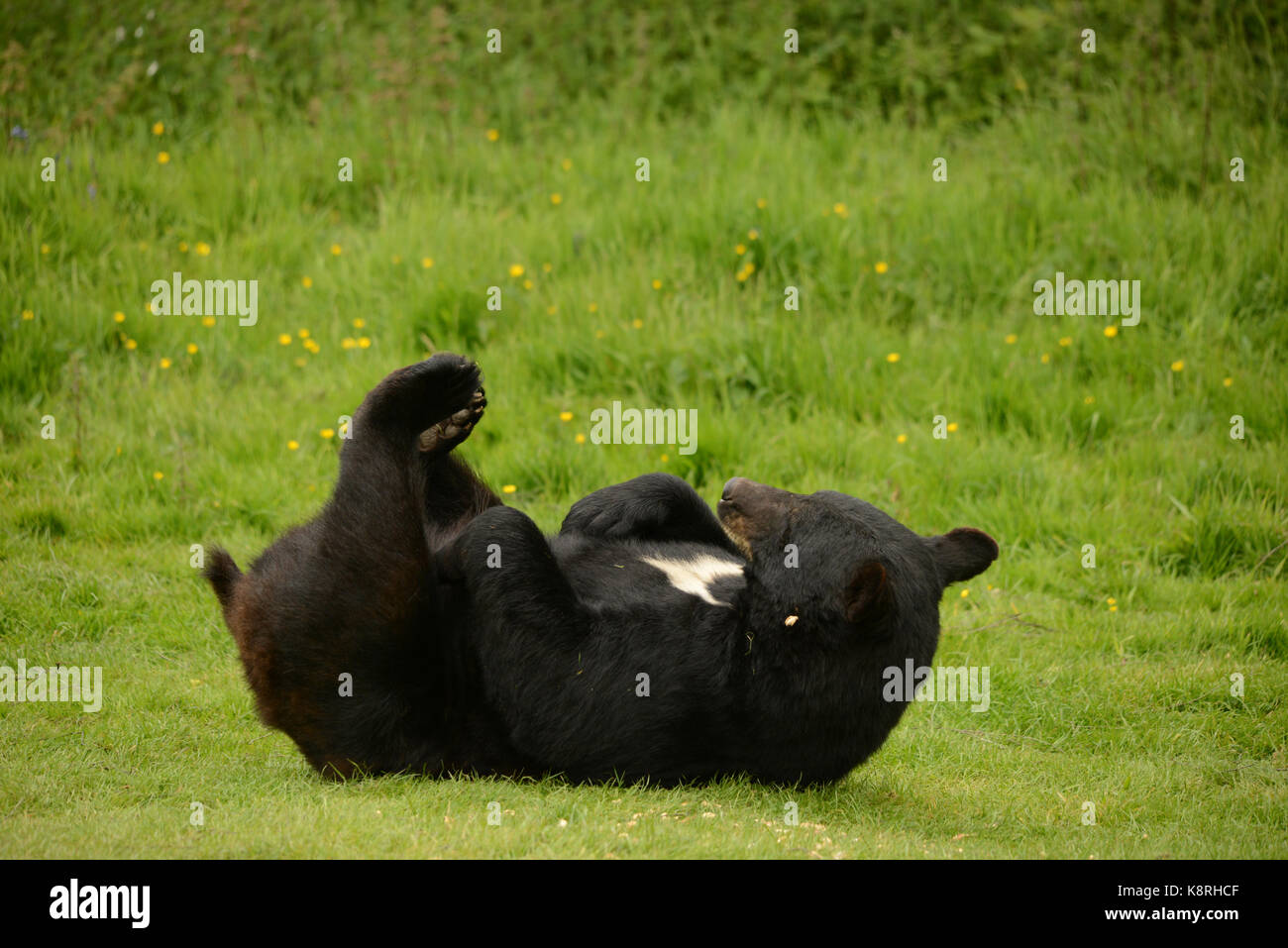 Bear Laying On Back High Resolution Stock Photography and Images - Alamy