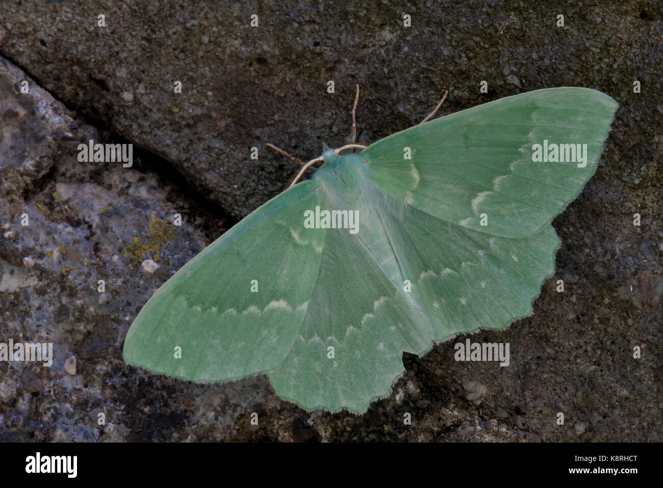 Large emerald moth hi-res stock photography and images - Alamy