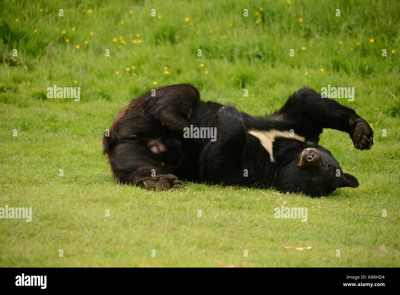 Bear Laying On Back High Resolution Stock Photography and Images - Alamy