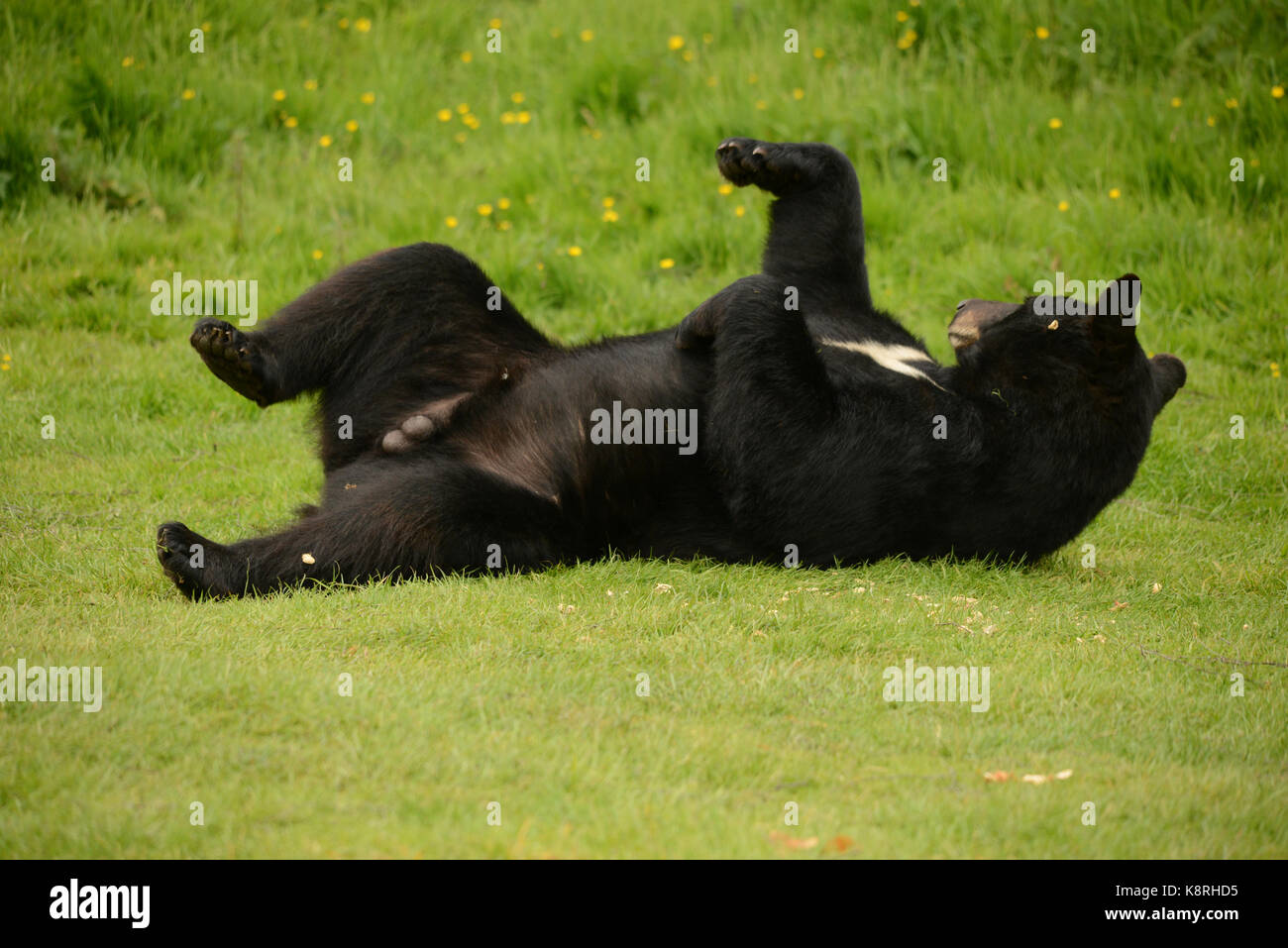 Bear Laying On Back High Resolution Stock Photography and Images - Alamy