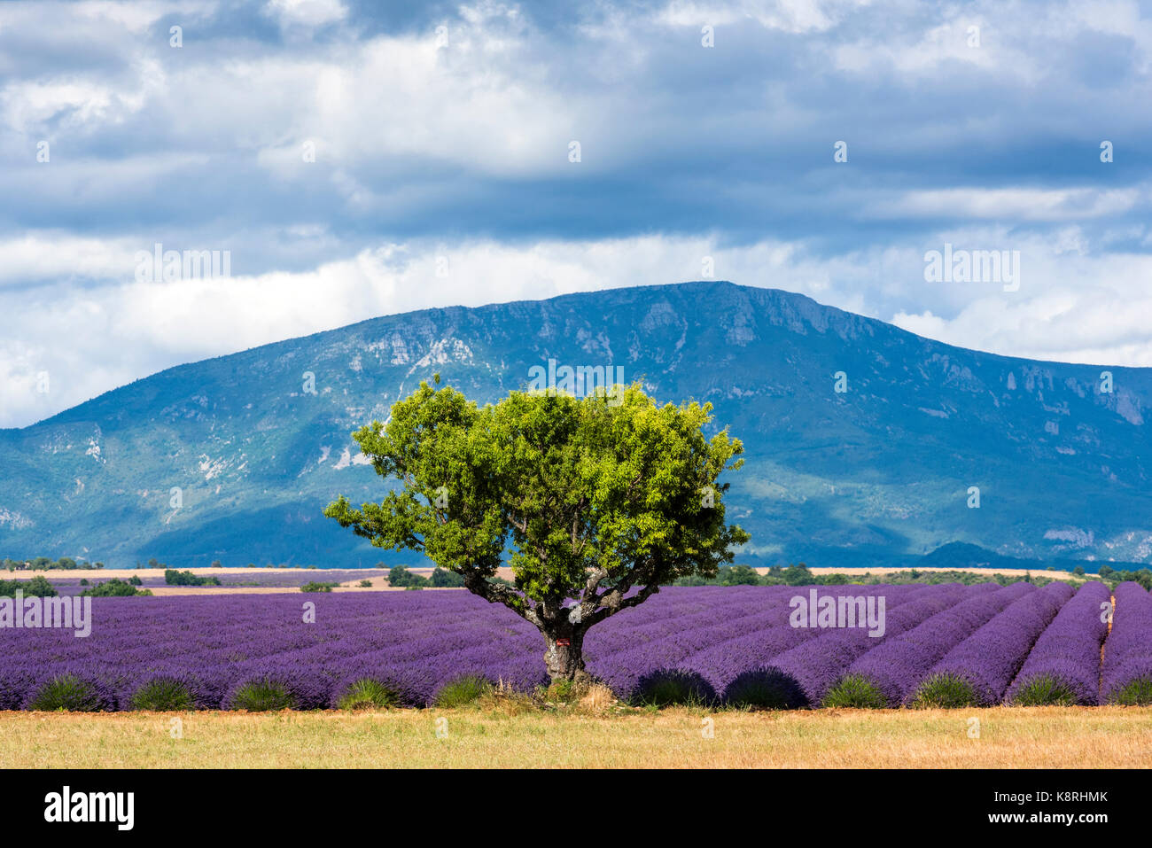 Tree and lavender, Provence, France Stock Photo - Alamy