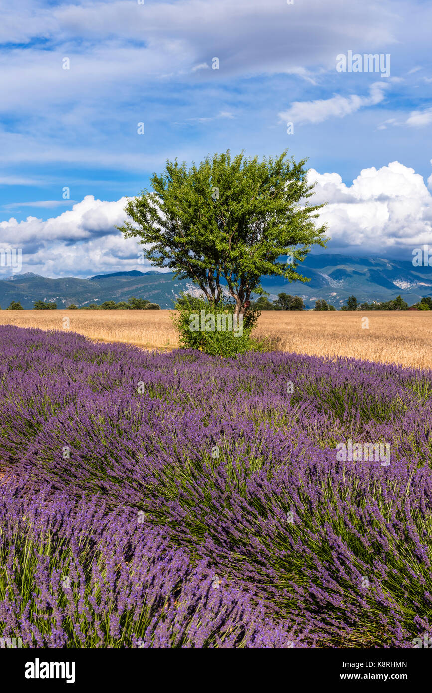 Tree and lavender, Provence, France Stock Photo - Alamy