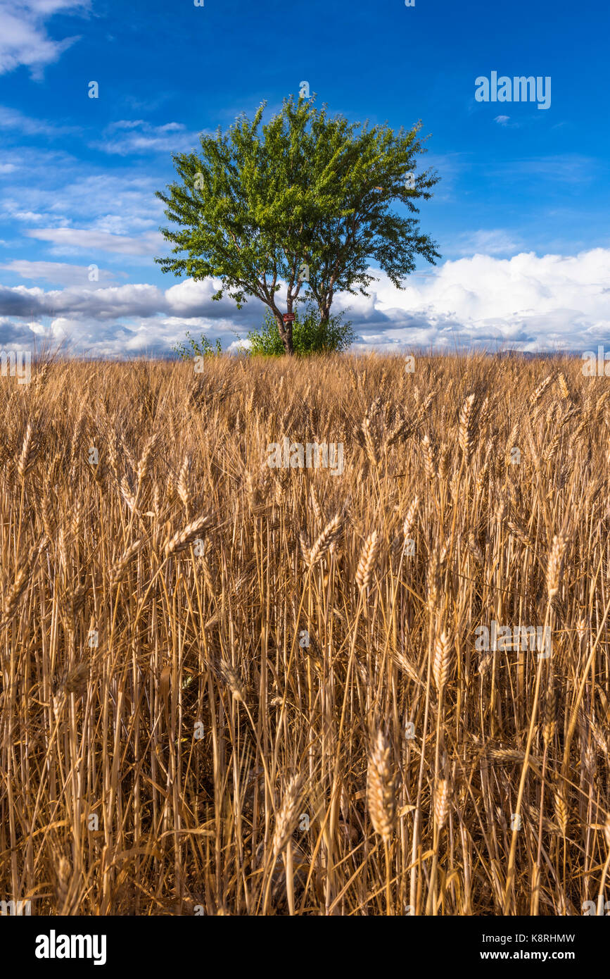 Wheat tree hi-res stock photography and images - Alamy