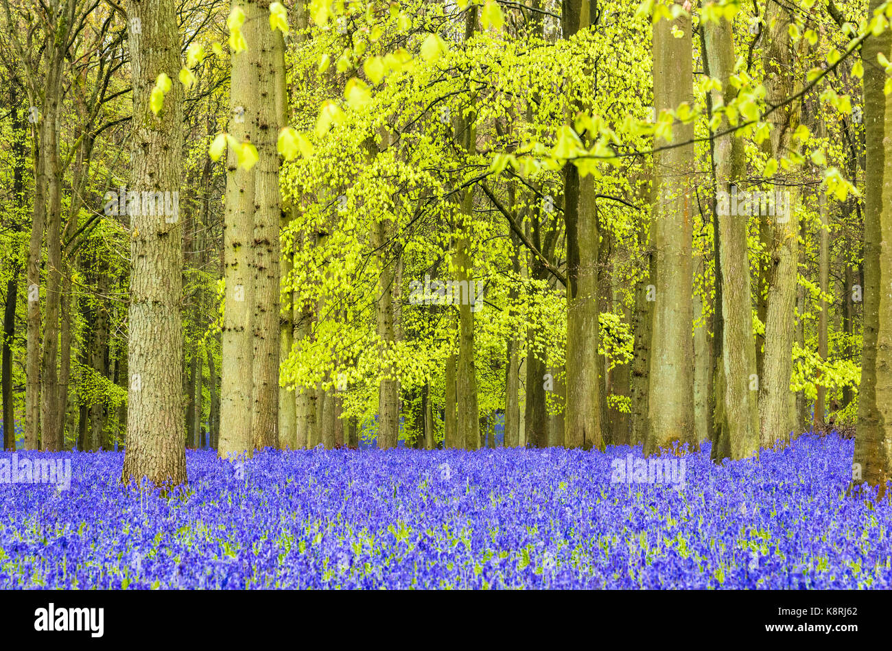 Bluebells at Dockey Wood, Ashridge Estate, Hertfordshire, UK Stock ...