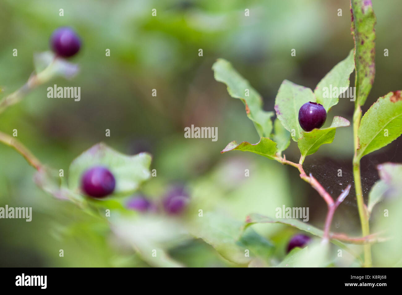 close up of a huckleberry on the bush late summer in therountasin of ...