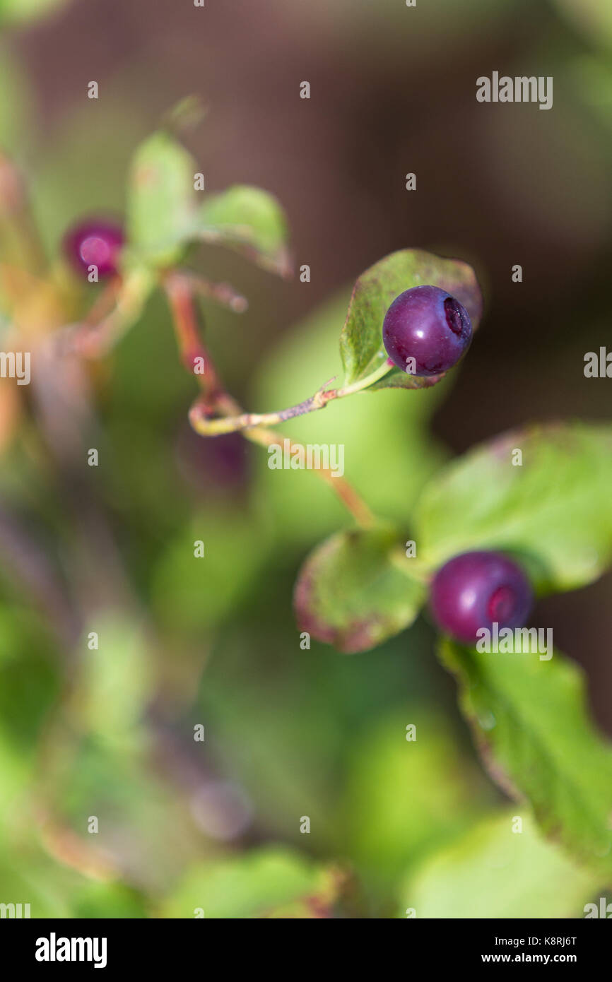 close up of a huckleberry on the bush late summer in therountasin of ...