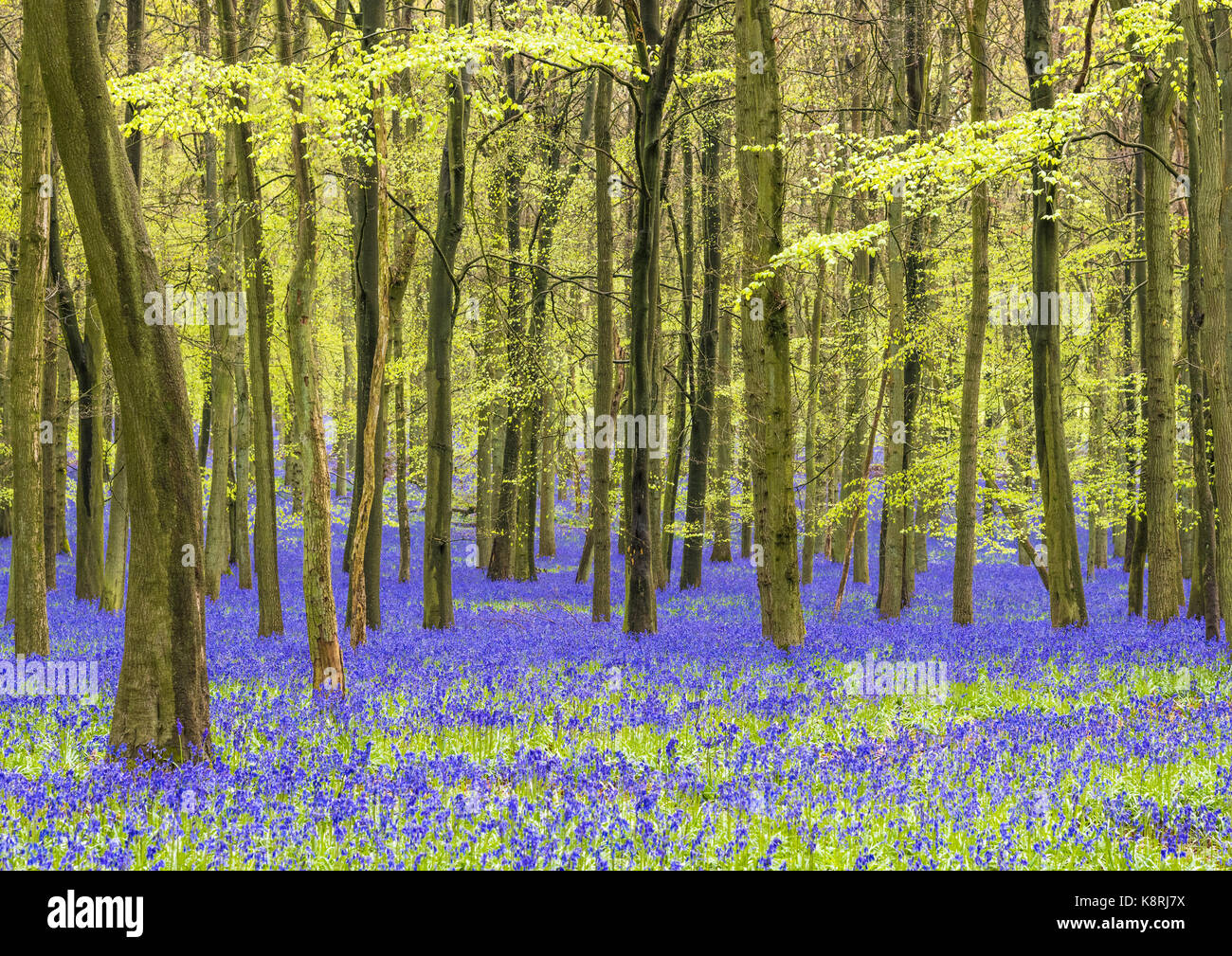 Bluebells at Dockey Wood, Ashridge Estate, Hertfordshire, UK Stock ...