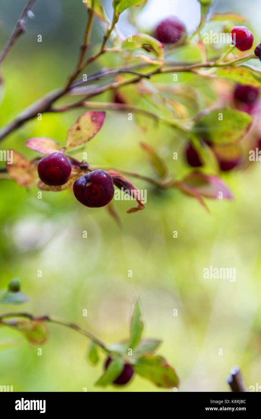 Huckleberry bushes hi-res stock photography and images - Alamy