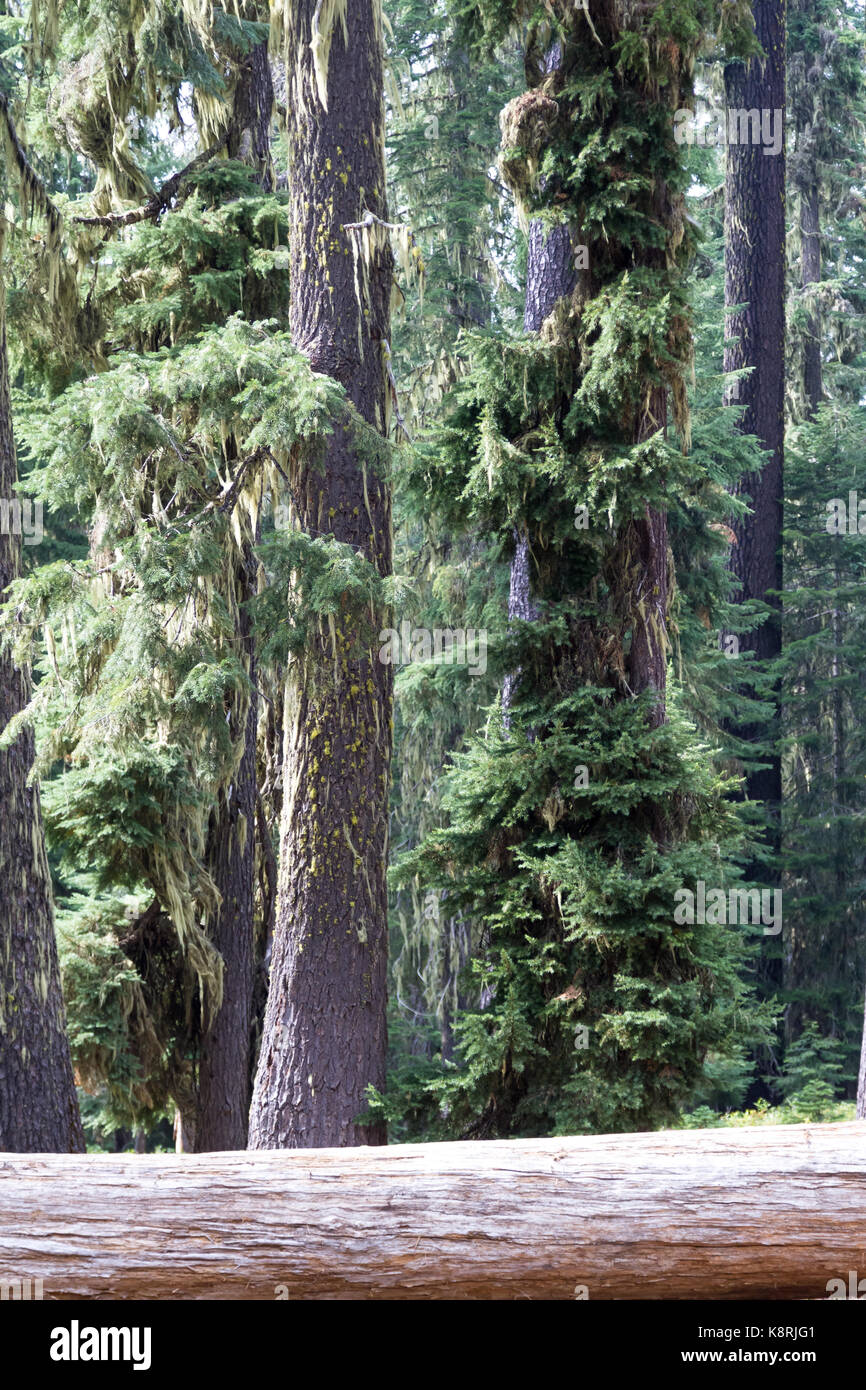 Peaceful grove of fir trees in Huckleberry Mountain in Southern Oregon ...