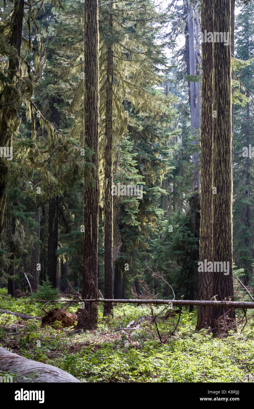 Peaceful grove of fir trees in Huckleberry Mountain in Southern Oregon ...