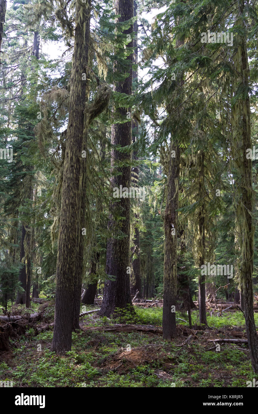 Peaceful grove of fir trees in Huckleberry Mountain in Southern Oregon ...