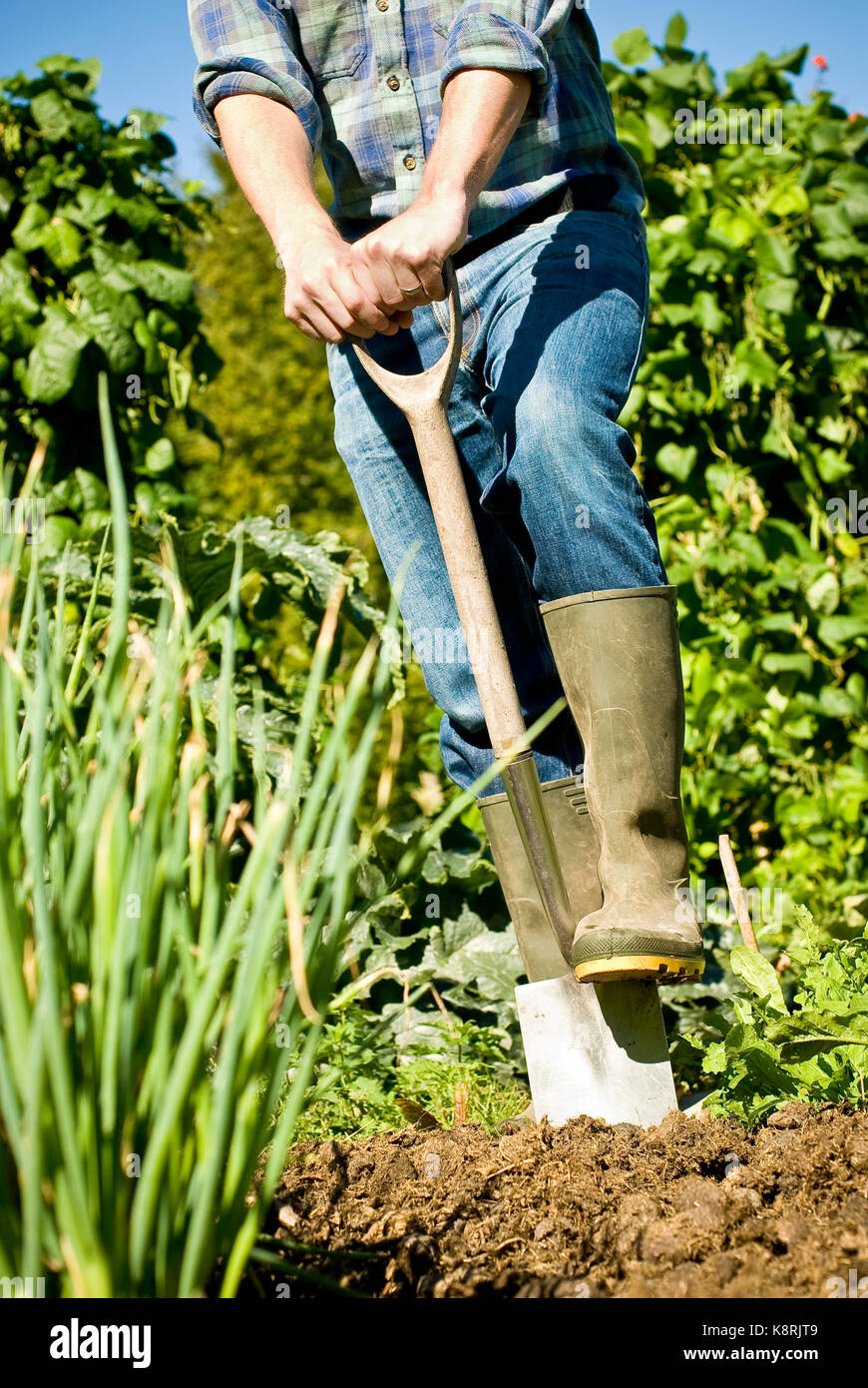 Man planting young vegetables in hi-res stock photography and images ...