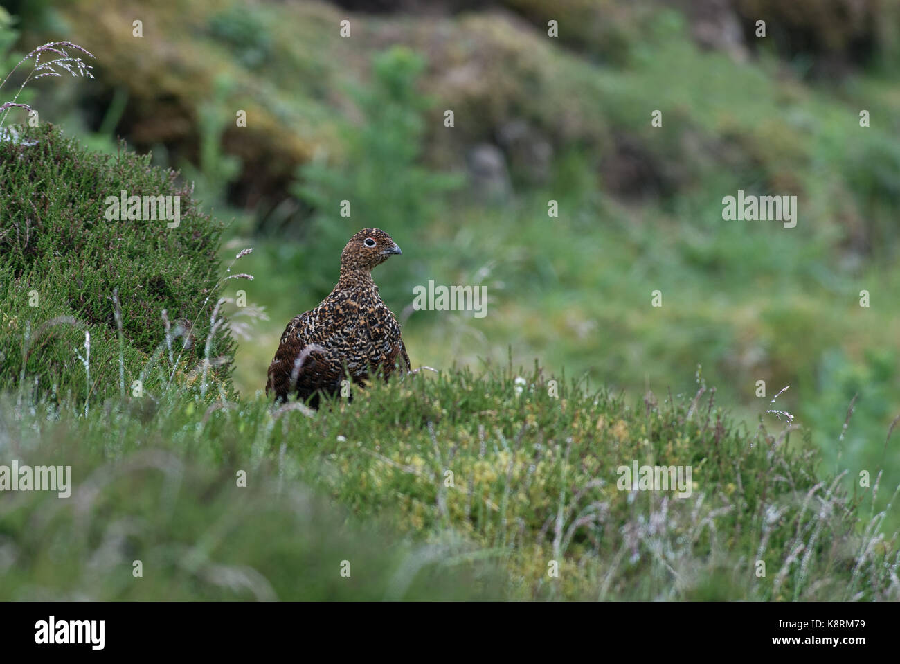 Adult red grouse hi-res stock photography and images - Alamy