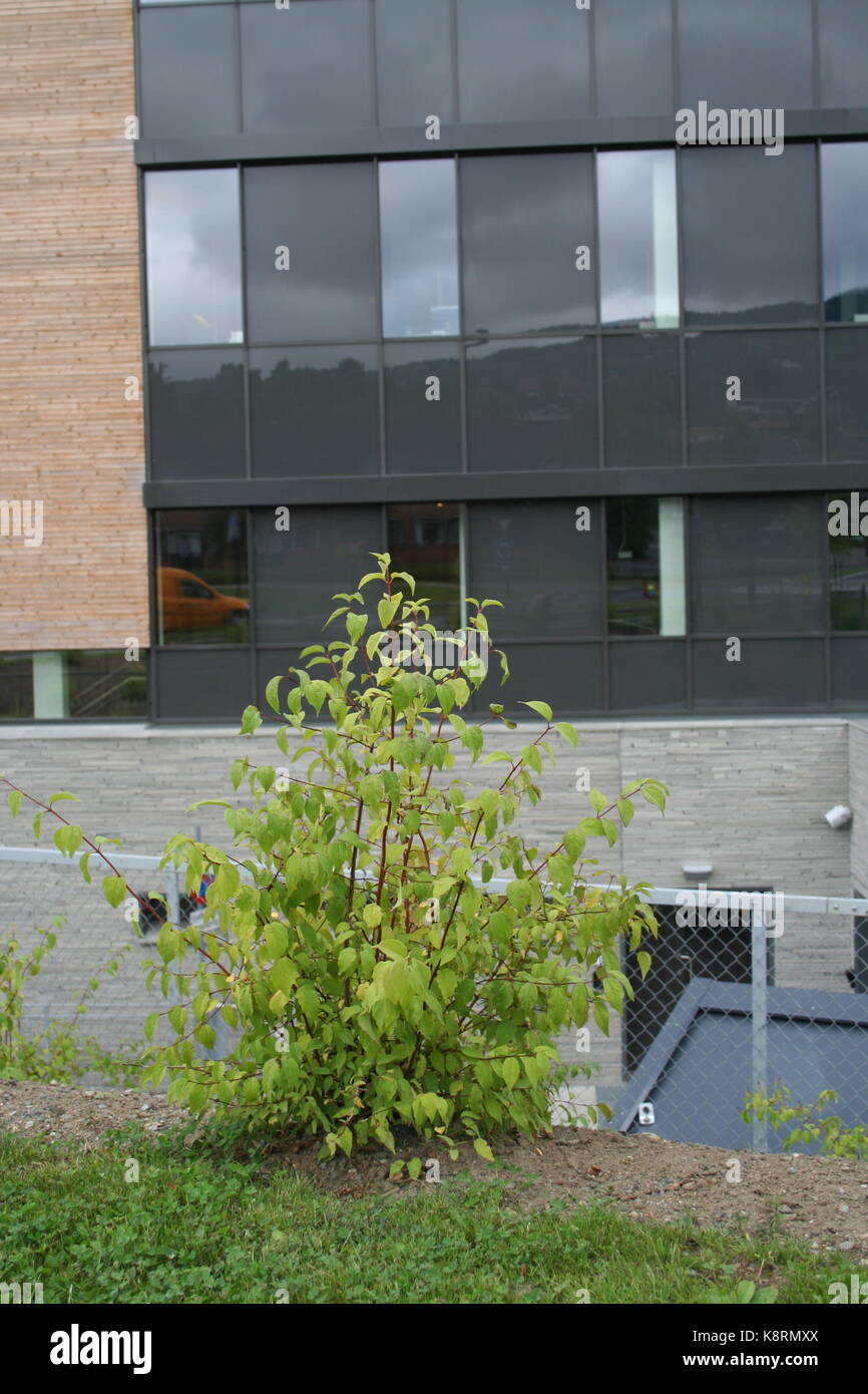 Unsorted plant images (Work in progress Stock Photo - Alamy