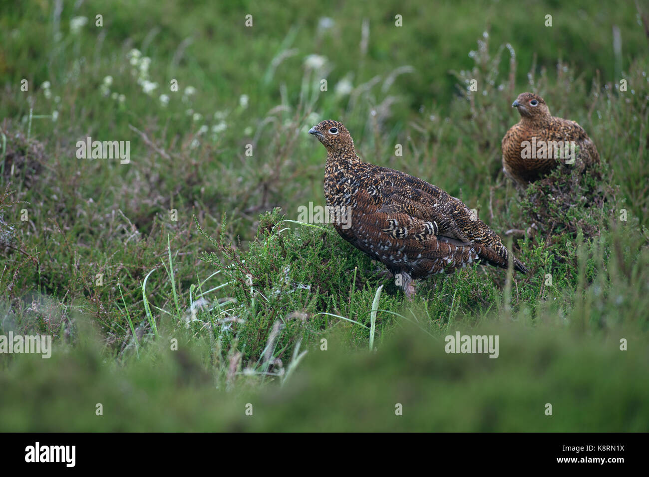 Male and Female Red Grouse - Lagopus lagopus scotica Stock Photo - Alamy