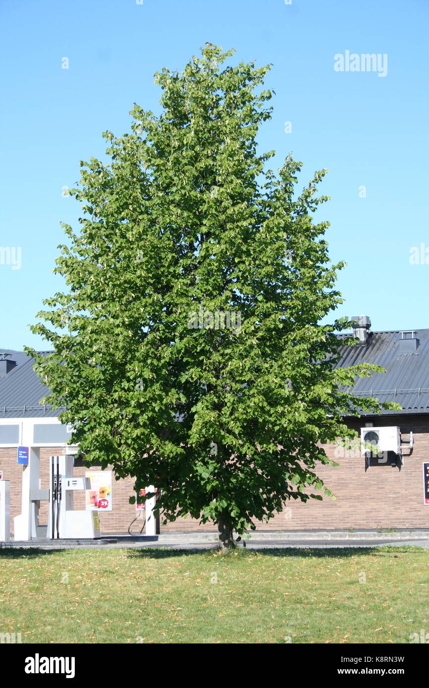 Unsorted plant images (Work in progress Stock Photo - Alamy