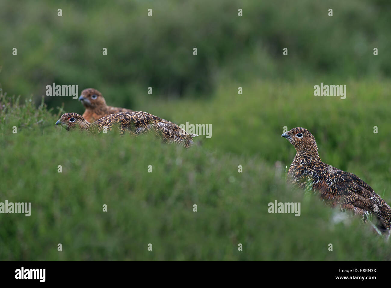 Red Grouse feeding - Lagopus lagopus scotica Stock Photo - Alamy