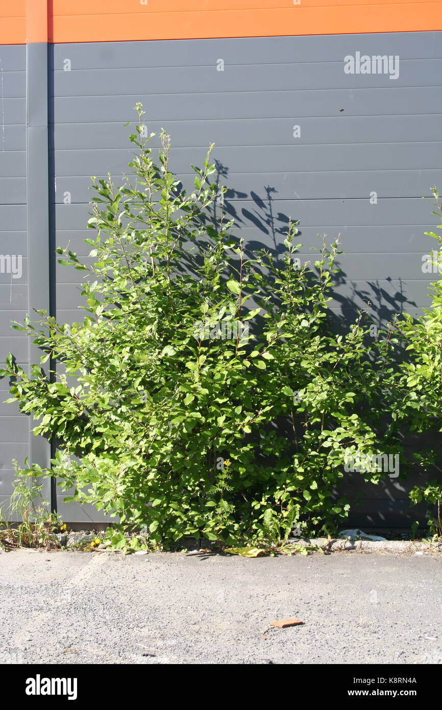Unsorted plant images (Work in progress Stock Photo - Alamy