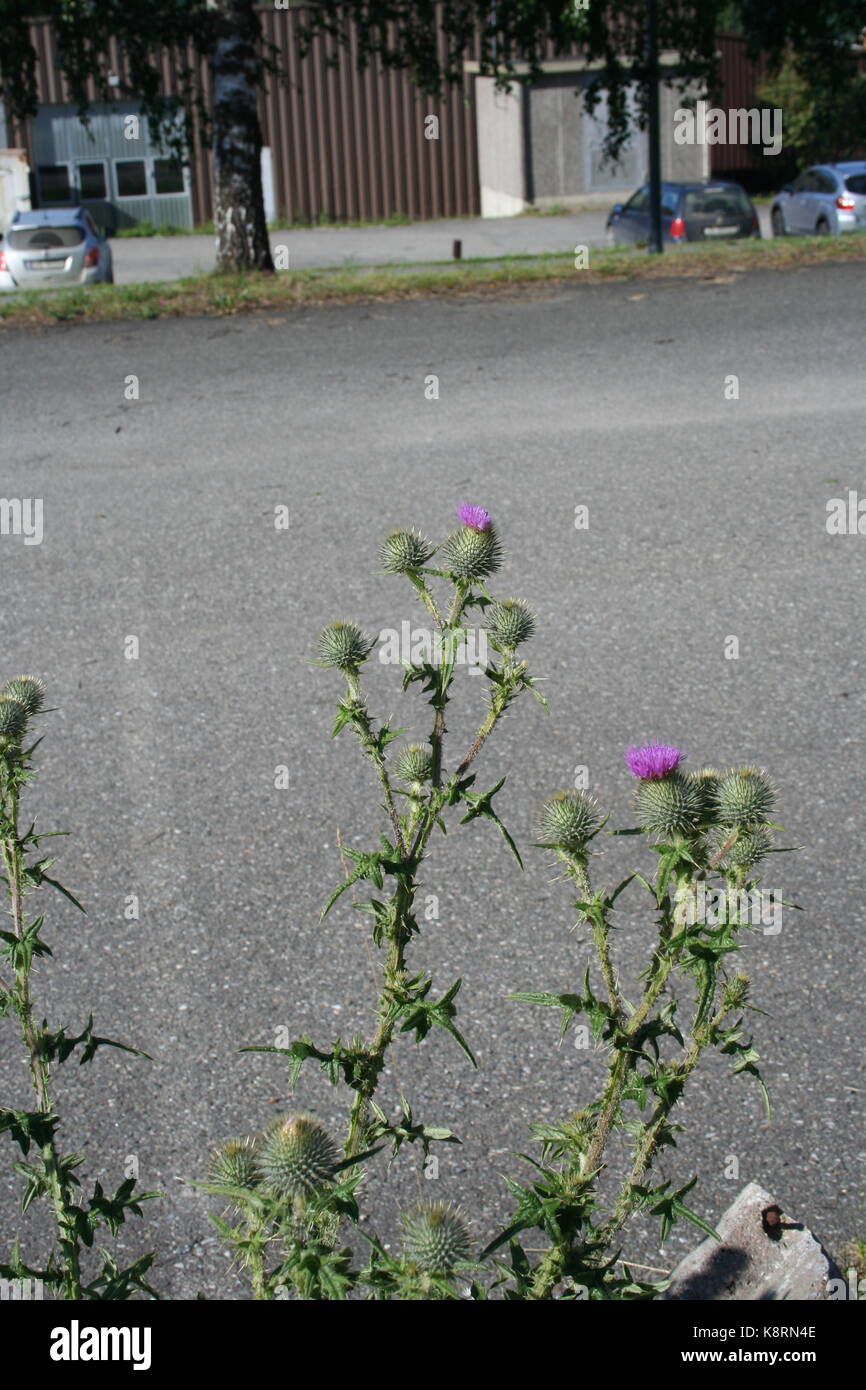 Unsorted plant images (Work in progress Stock Photo - Alamy