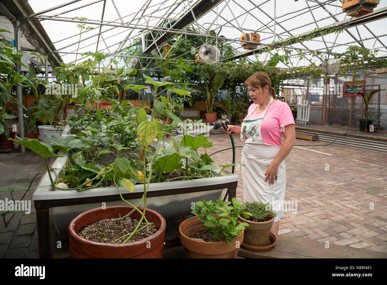 Denver, Colorado - A woman waters plants in the Growasis, a meeting and ...