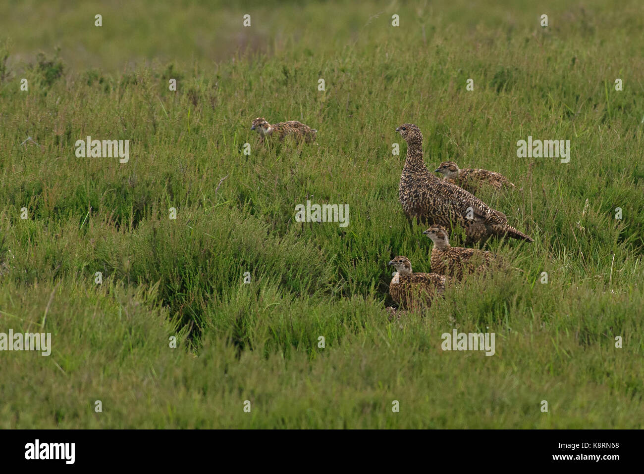 A family of Red Grouse - Lagopus lagopus scotica Stock Photo - Alamy