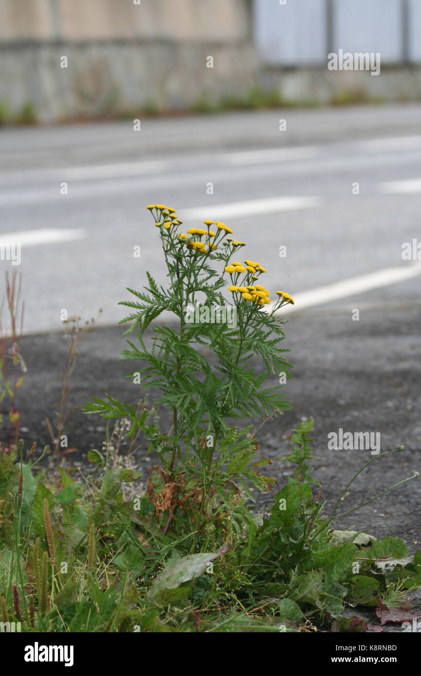 Unsorted plant images (Work in progress Stock Photo - Alamy