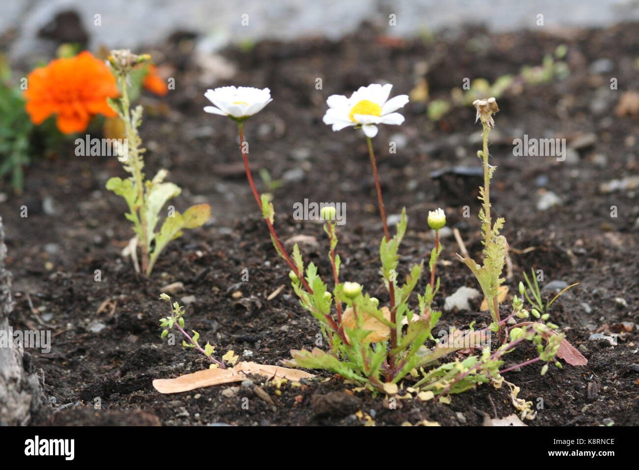 Unsorted plant images (Work in progress Stock Photo - Alamy