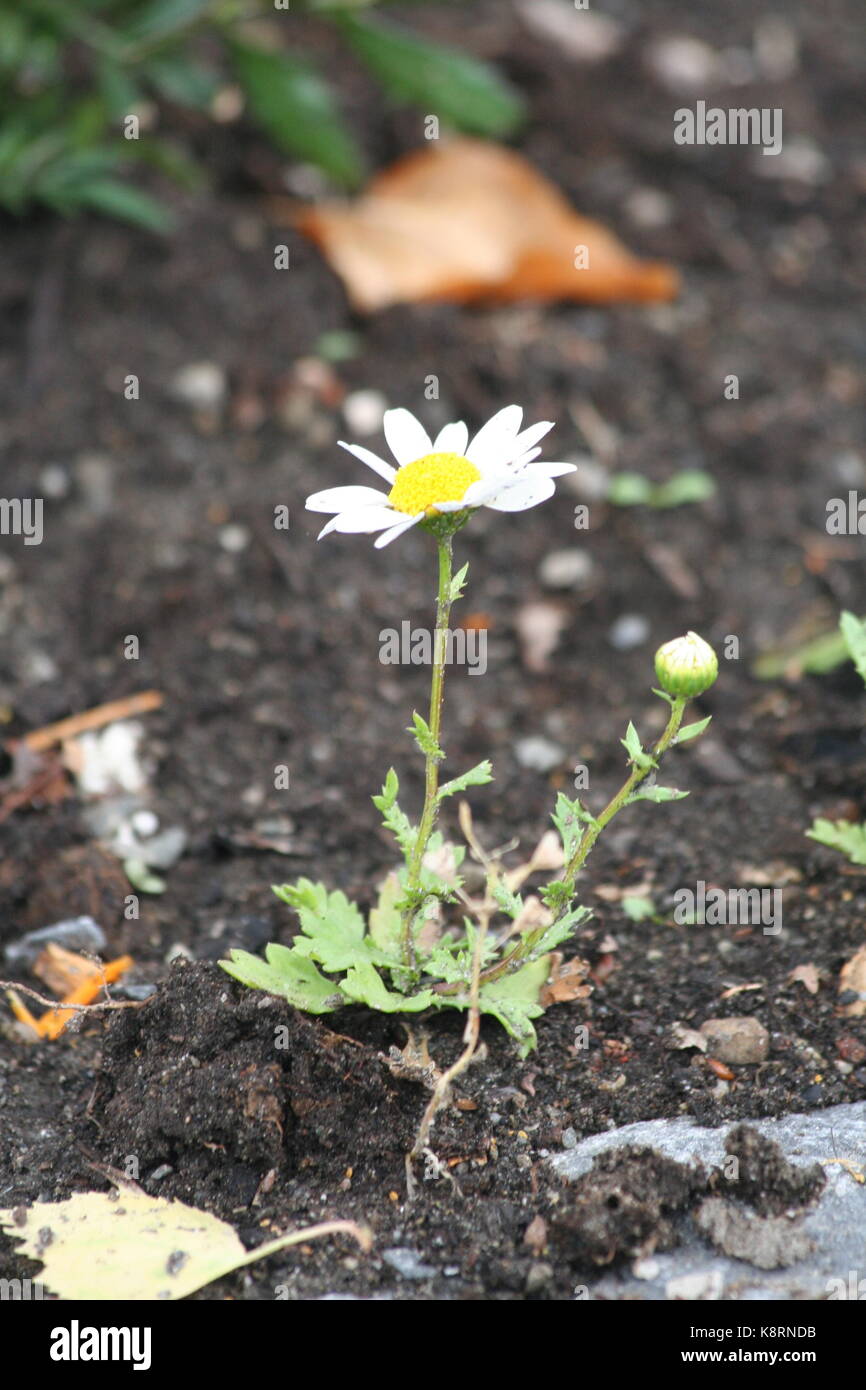 Unsorted plant images (Work in progress Stock Photo - Alamy