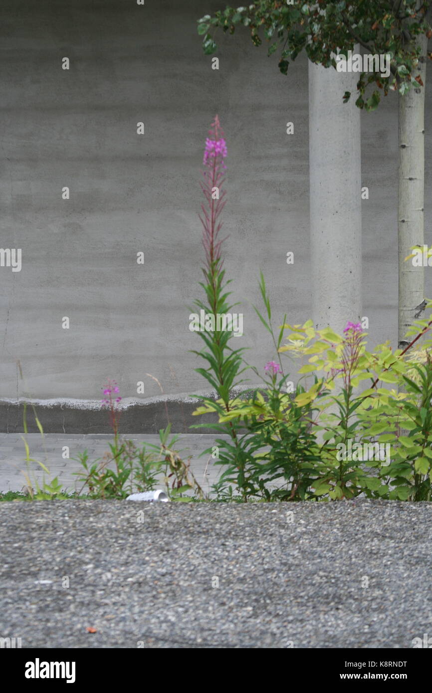 Unsorted plant images (Work in progress Stock Photo - Alamy