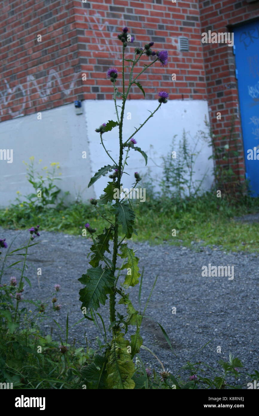 Unsorted plant images (Work in progress Stock Photo - Alamy