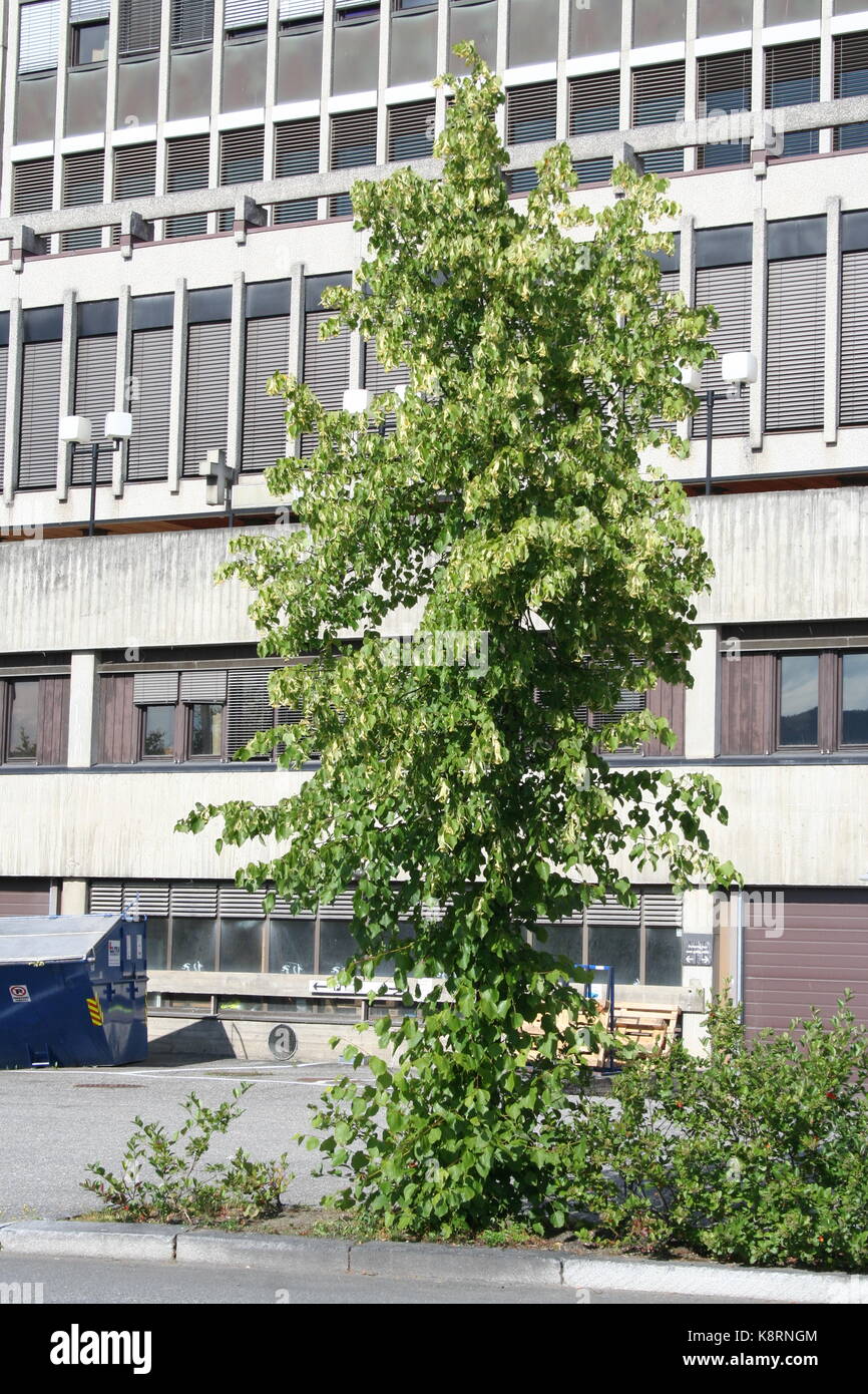 Unsorted plant images (Work in progress Stock Photo - Alamy