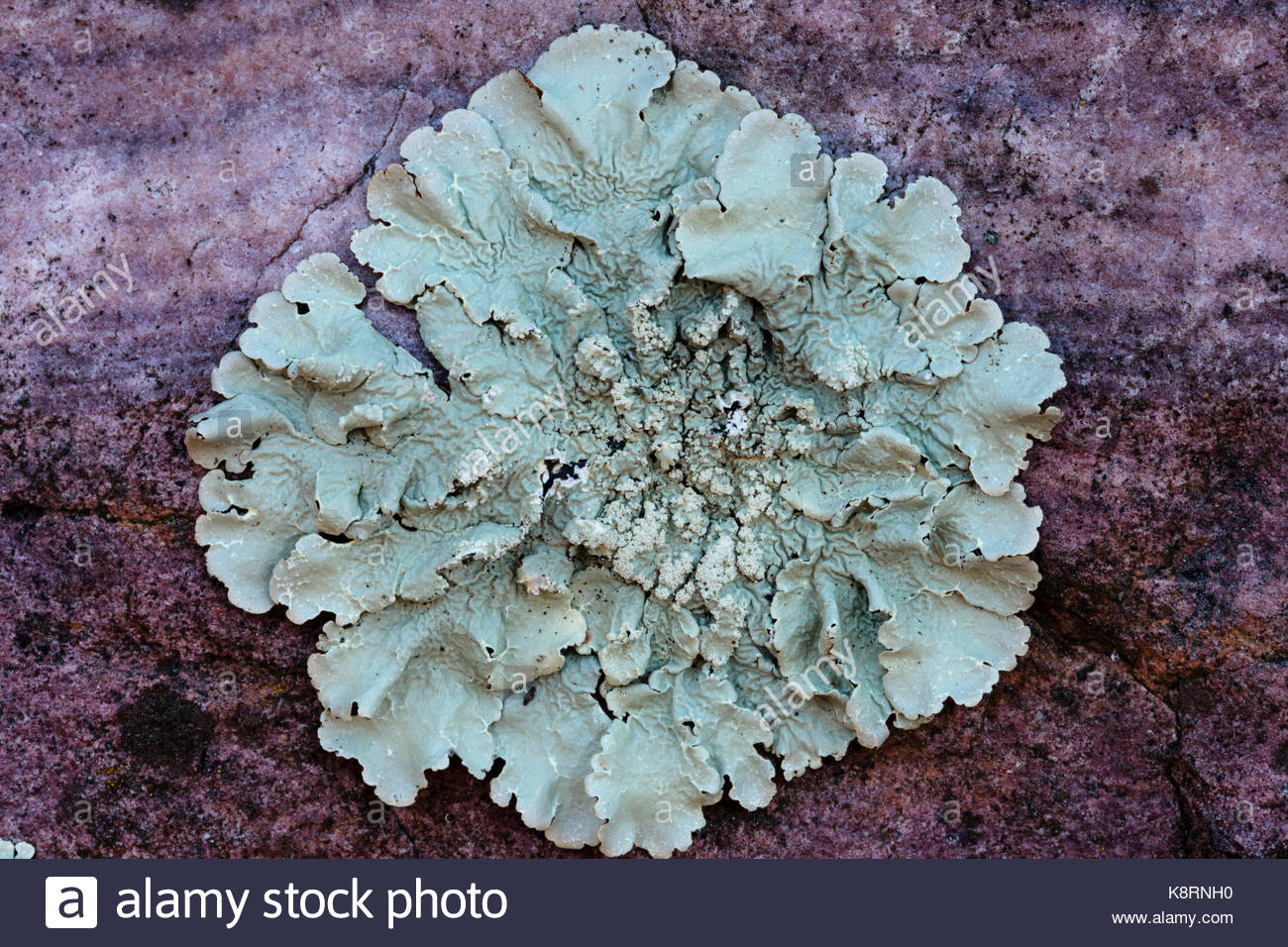 Fungi Growing On Rocks Stock Photos & Fungi Growing On Rocks Stock ...