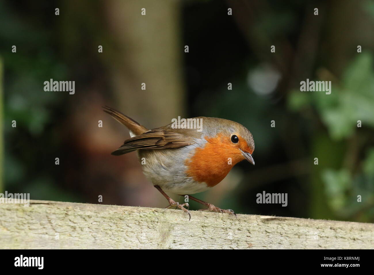 Cheeky smile hi-res stock photography and images - Alamy