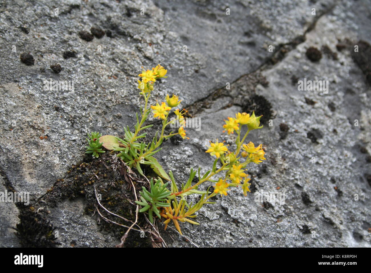 Unsorted plant images (Work in progress Stock Photo - Alamy
