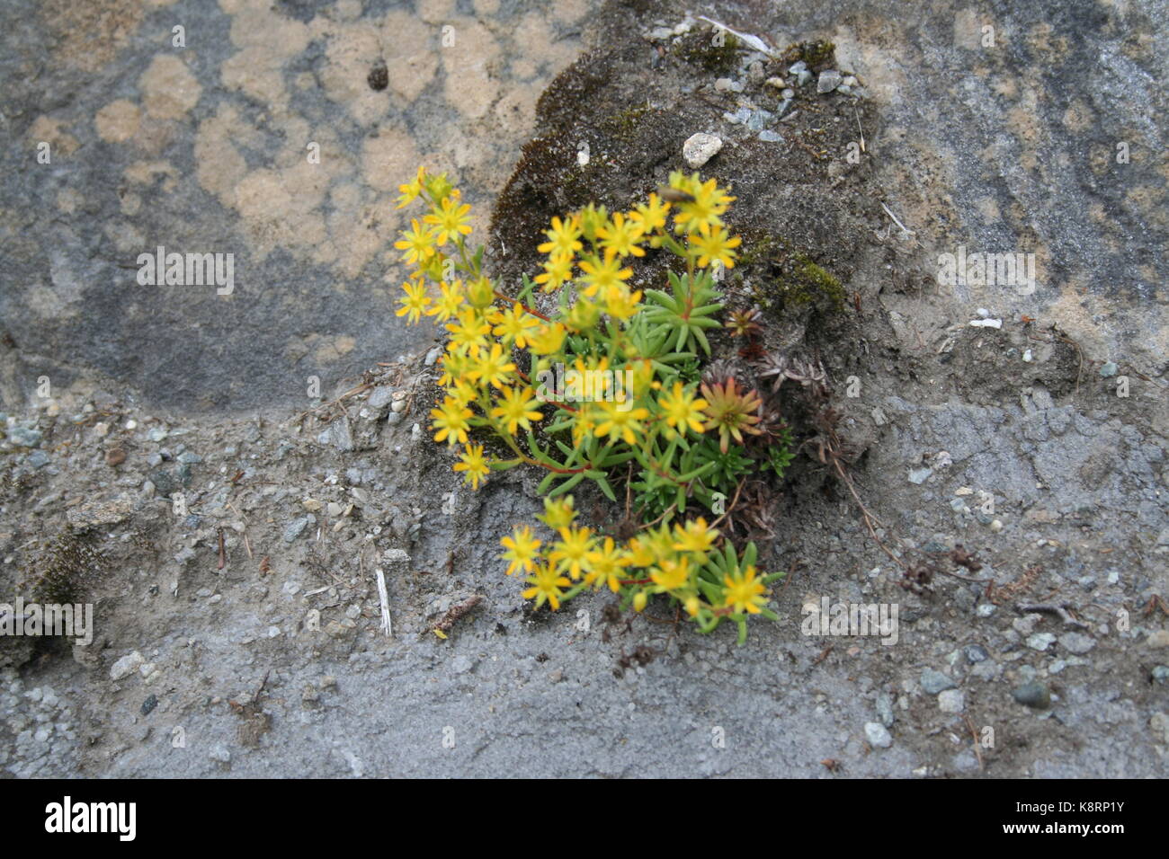 Unsorted plant images (Work in progress Stock Photo - Alamy