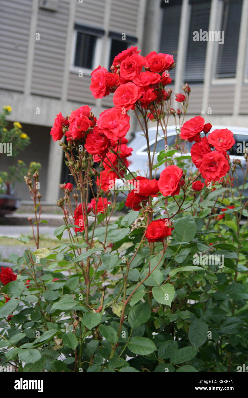 Unsorted plant images (Work in progress Stock Photo - Alamy