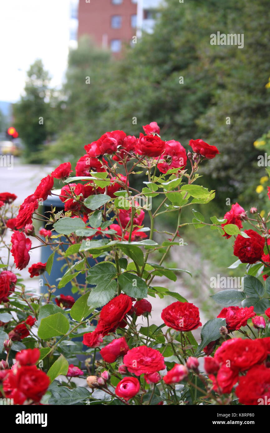 Unsorted plant images (Work in progress Stock Photo - Alamy
