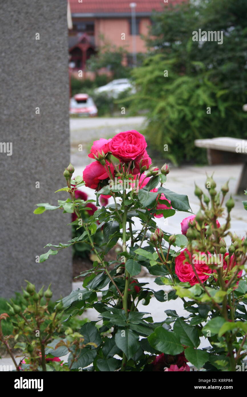 Unsorted plant images (Work in progress Stock Photo - Alamy