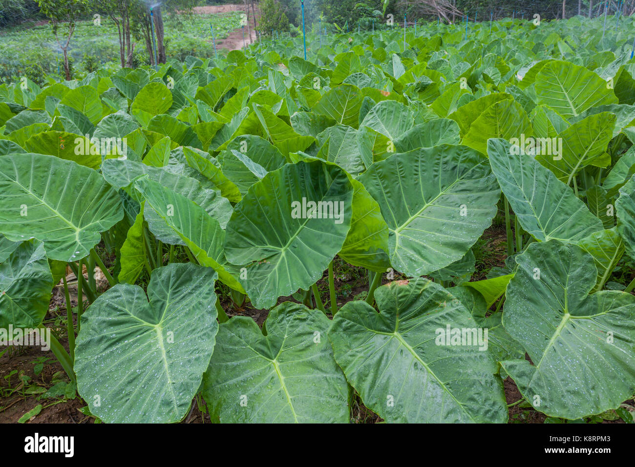 taro farm and elephant ear farm plantation are watered by sprinkler ...