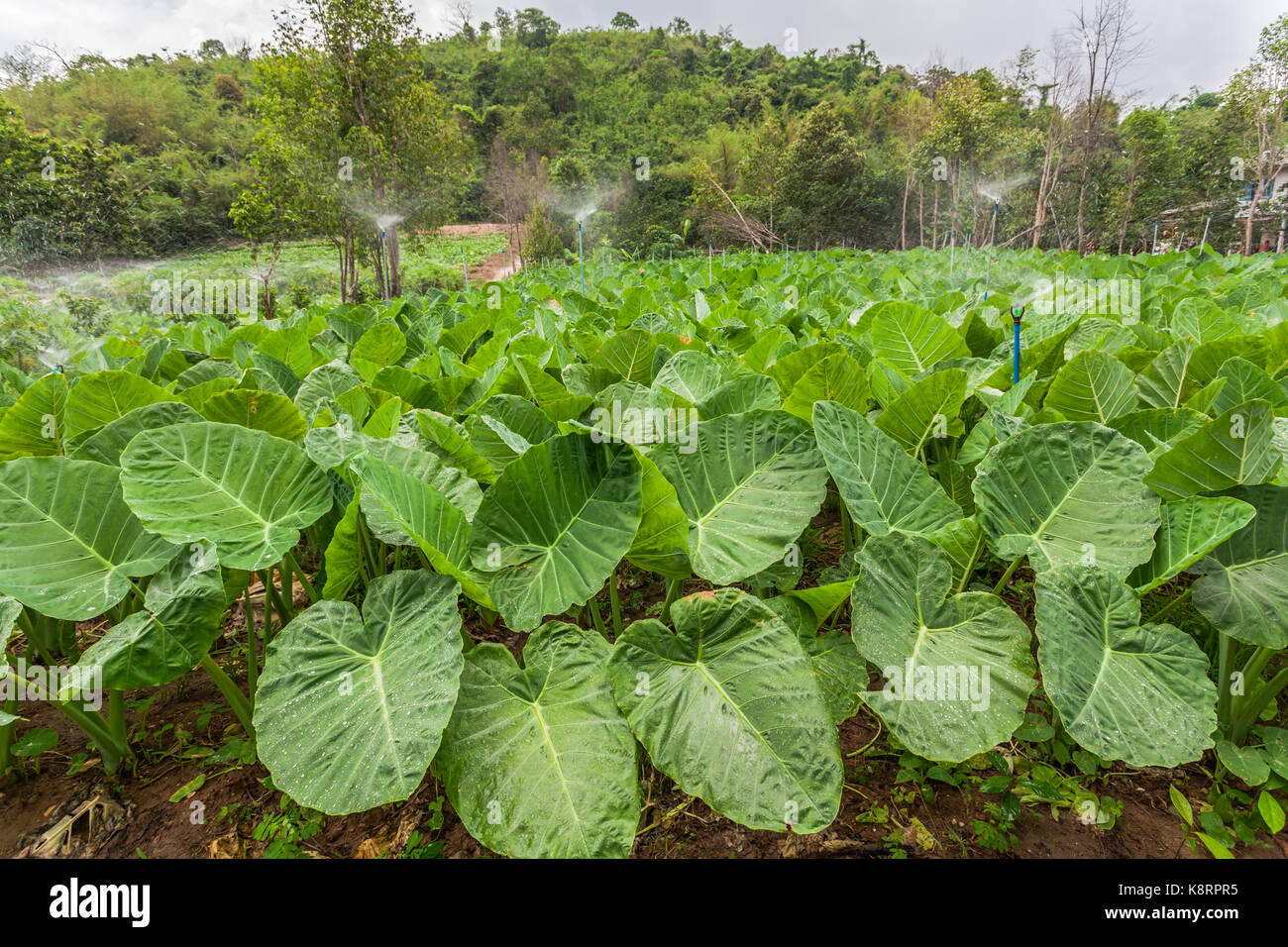 taro farm and elephant ear farm plantation are watered by sprinkler ...