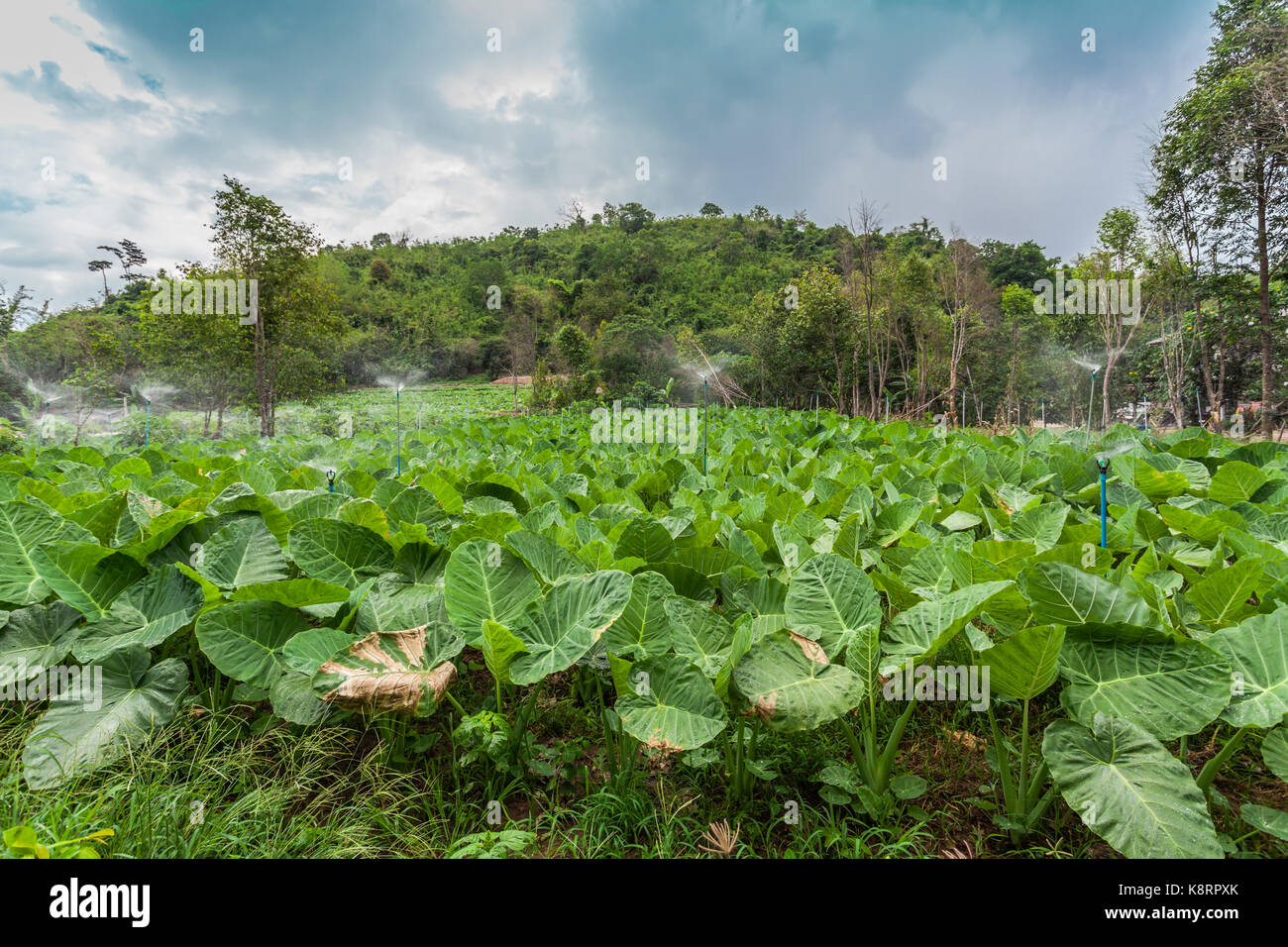 taro farm and elephant ear farm plantation are watered by sprinkler ...
