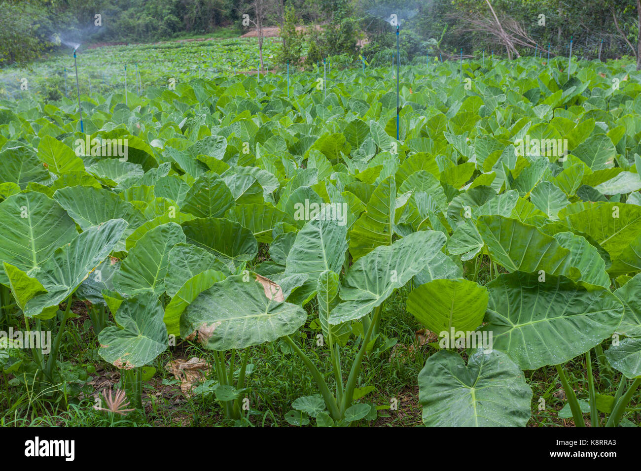 taro farm and elephant ear farm plantation are watered by sprinkler ...