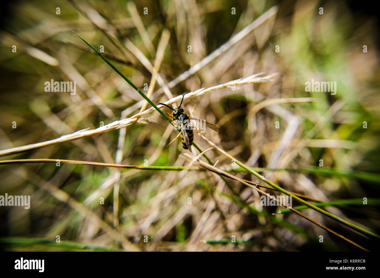 Hay wasps hi-res stock photography and images - Alamy