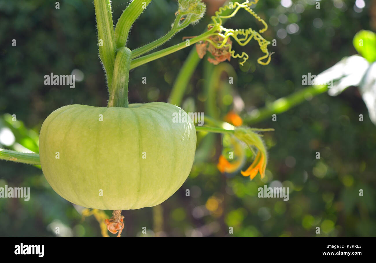 Details of unripe pumpkin in garden Stock Photo - Alamy